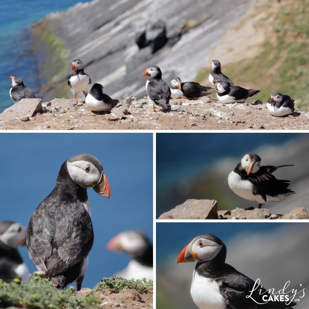 Puffin celebration cake - from Lindy Smith's One Tier Party Cakes